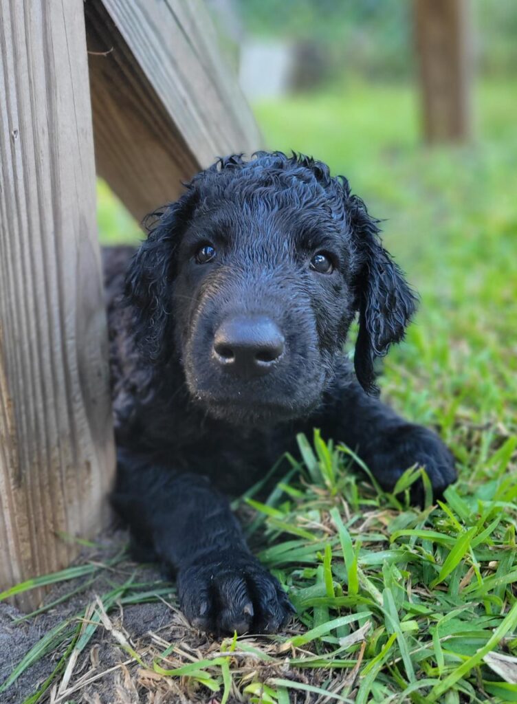 Curly Coated Retriever Puppies Available - Tyneside Curly Coated Retrievers