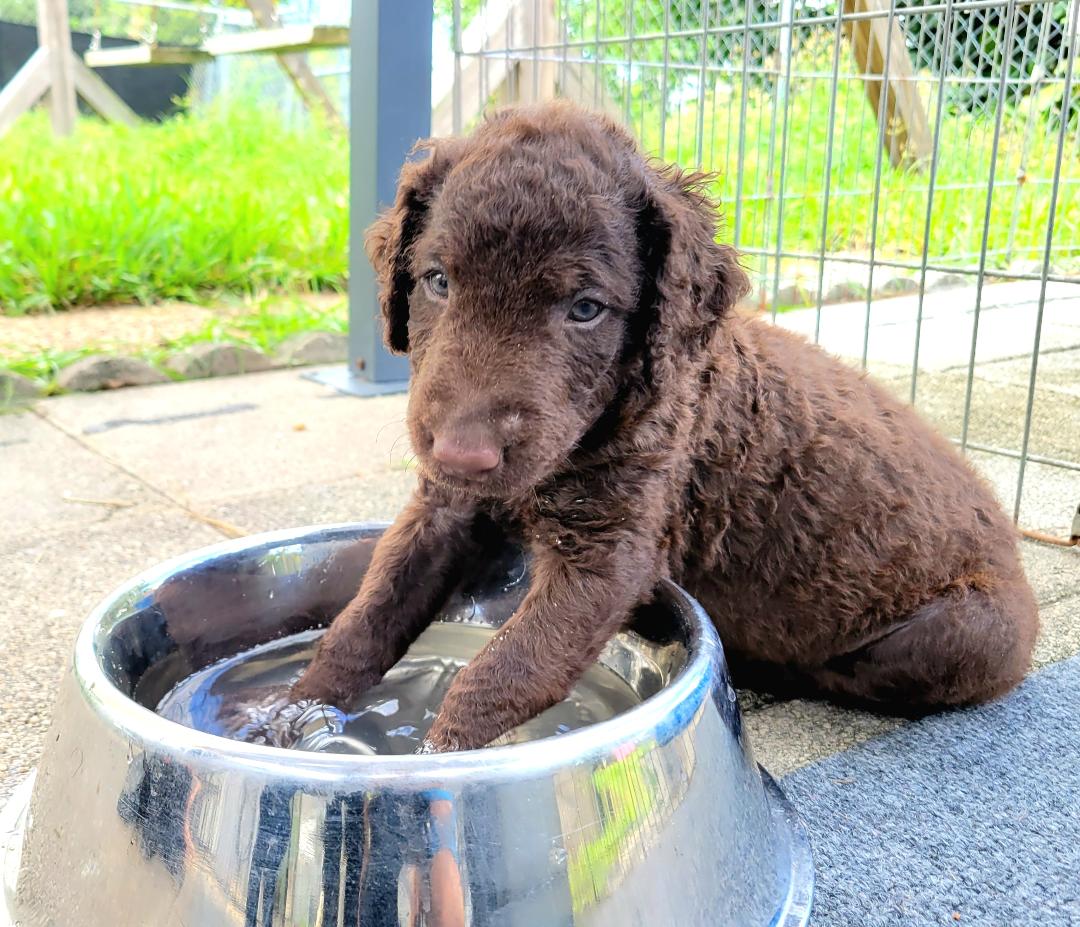 Curly Coated Retriever Puppies Available - Tyneside Curly Coated Retrievers