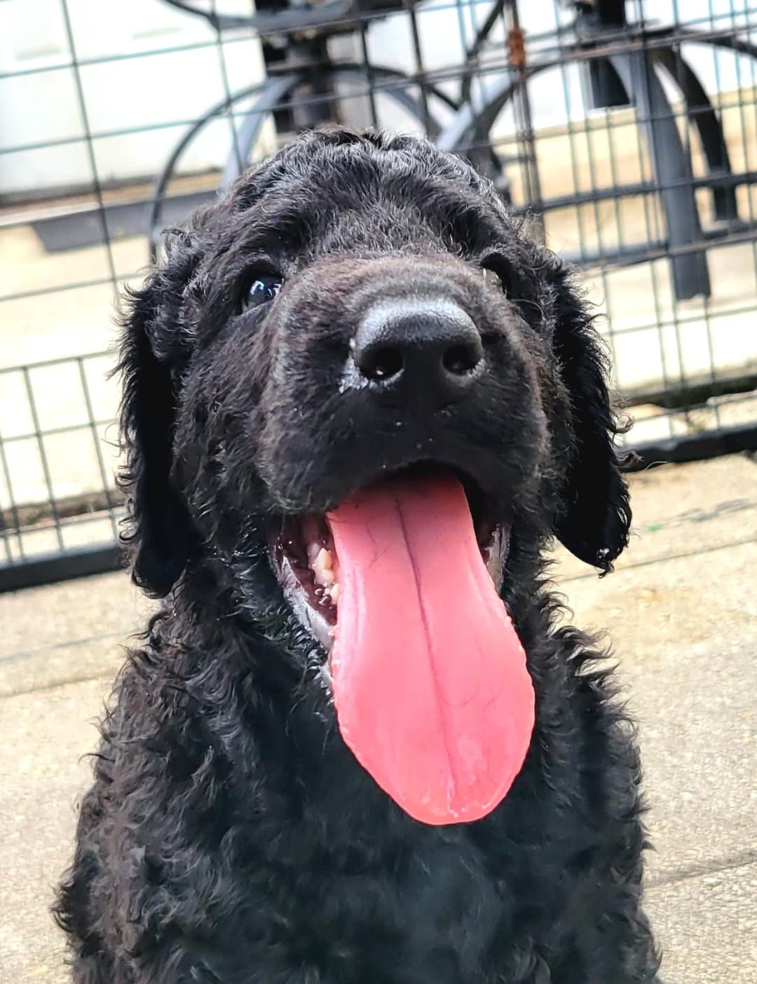 Curly Coated Retriever Puppies Available - Tyneside Curly Coated Retrievers