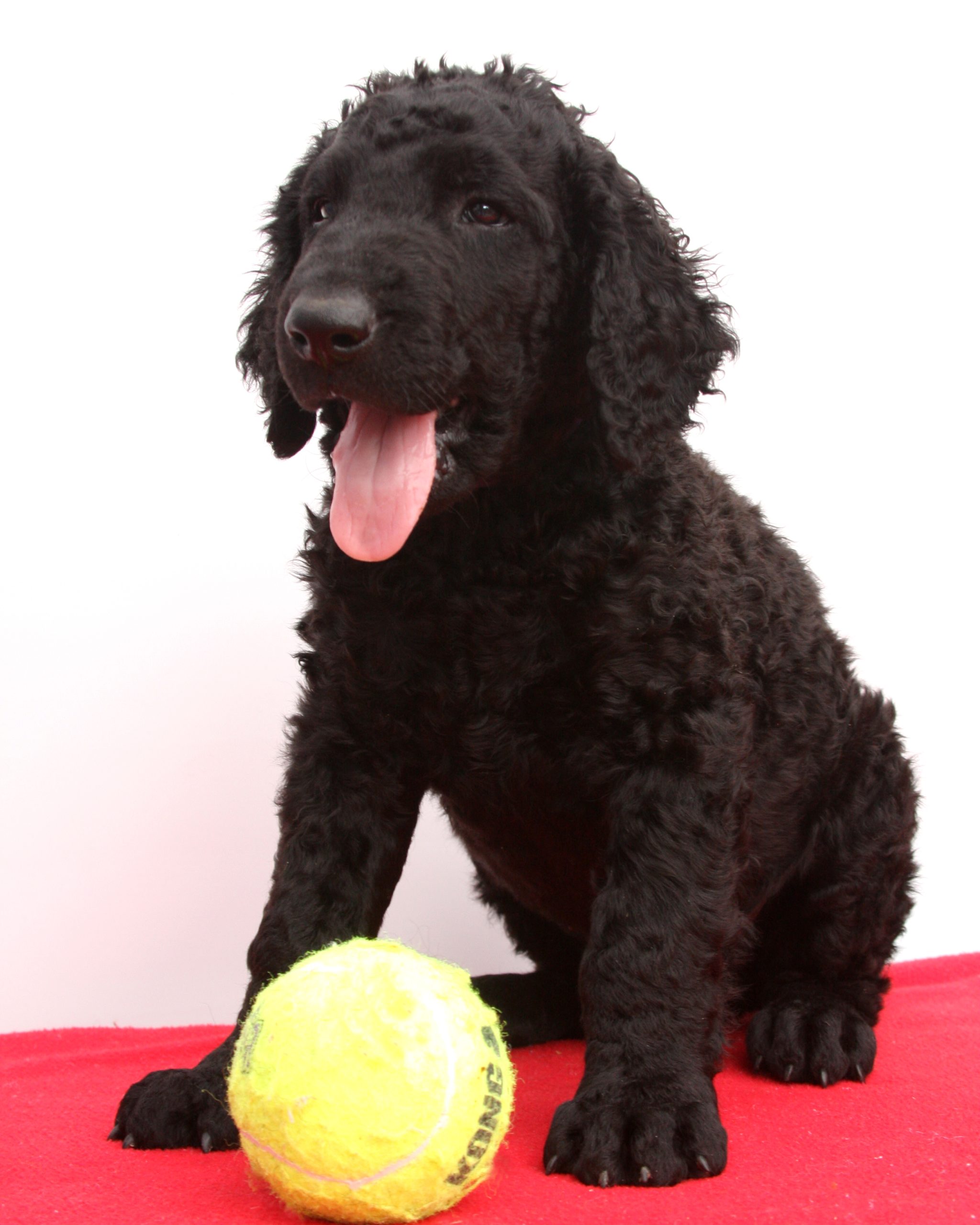 Curly Coated Retriever Puppies Available - Tyneside Curly Coated Retrievers